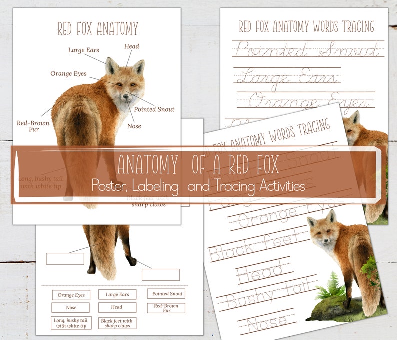 Red Fox Unit Study: Life Cycle, Anatomy, Homeschool Printable (instant ...