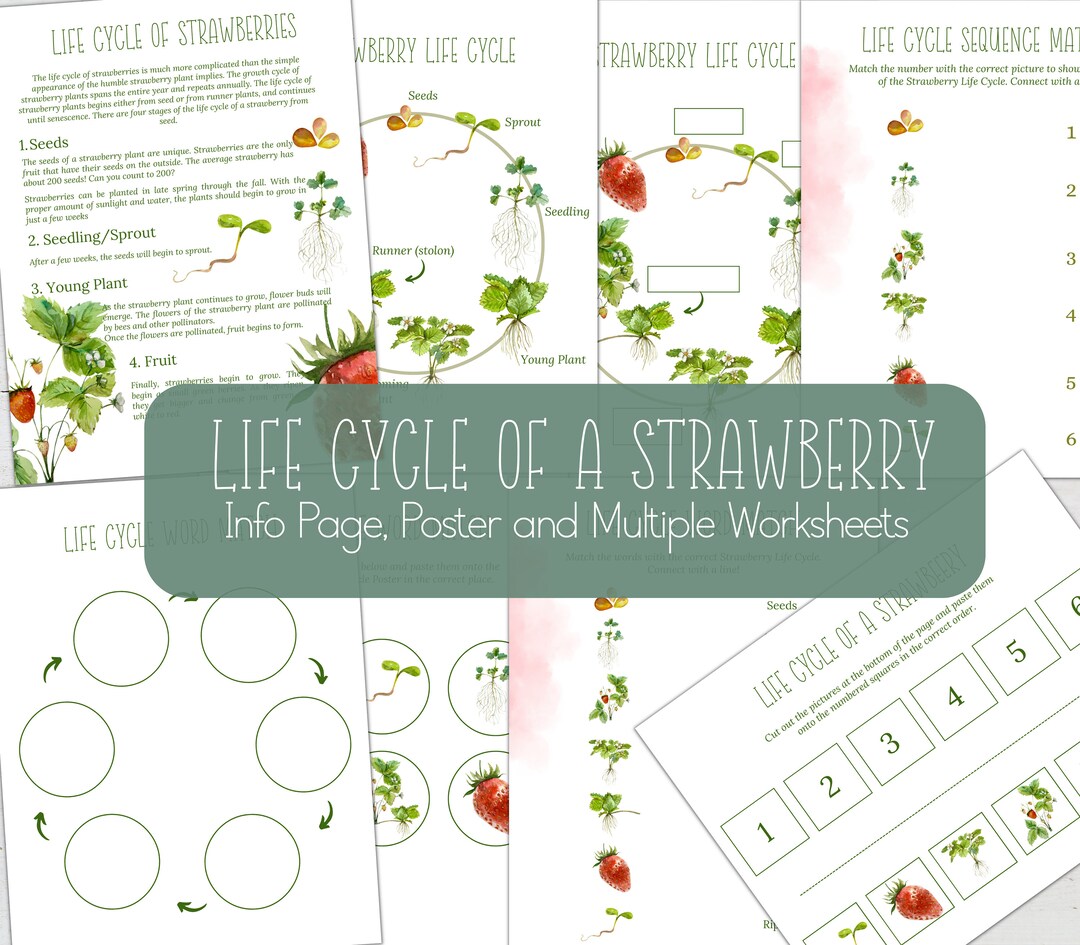 STRAWBERRY Life Cycle, Nature Study, Homeschool Printable, Instant ...
