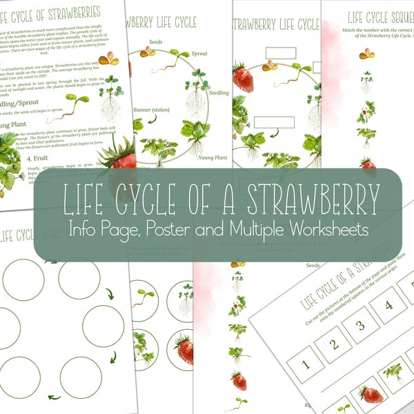Strawberry Life Cycle Worksheets - Etsy
