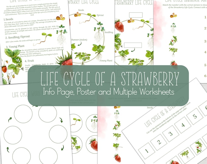 Life Cycle of a Honey Bee Printable, Bee Science Unit Study, Honey Bee ...