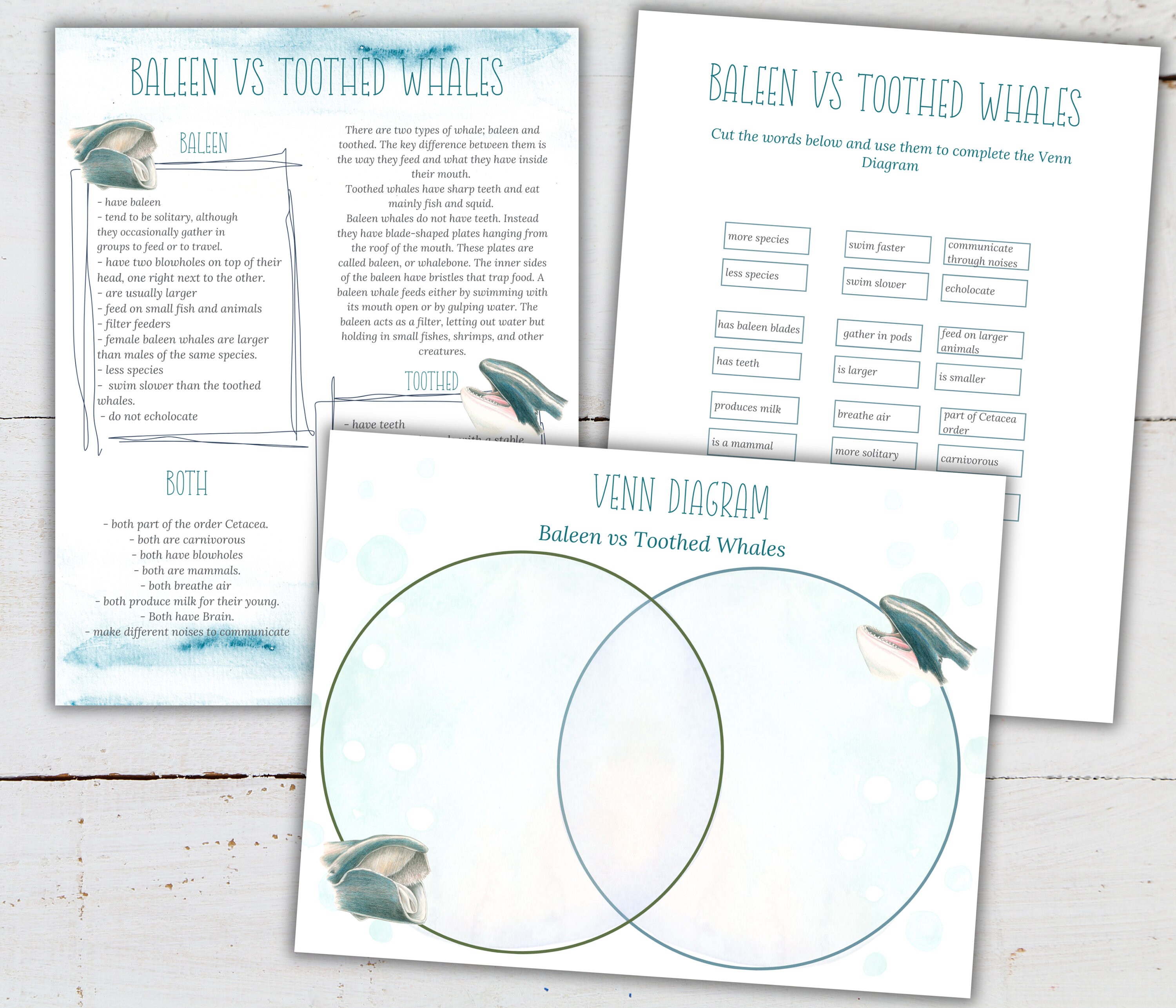 TOOTHED Vs BALEEN WHALE Venn Diagram Activity, Homeschool, Montessori ...