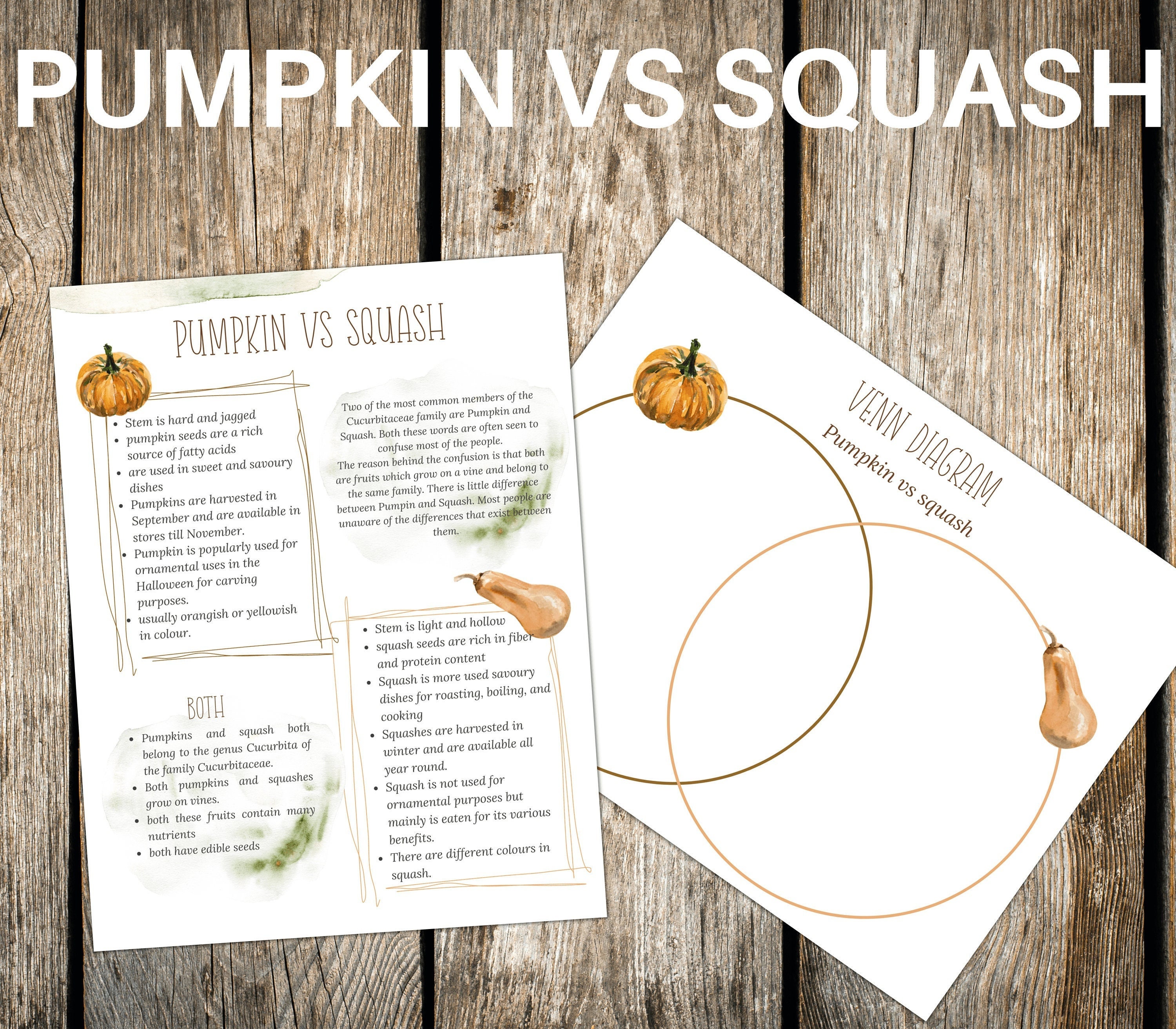 PUMPKIN Vs SQUASH Venn Diagram Activity Homeschool - Etsy
