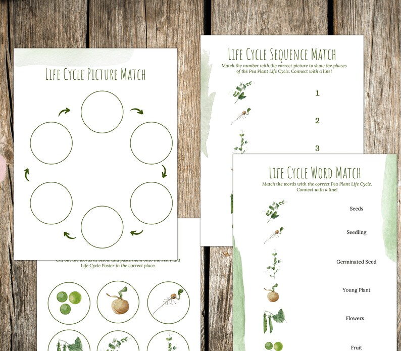 PEA Plant Unit Study Life Cycle Anatomy Nature Study - Etsy