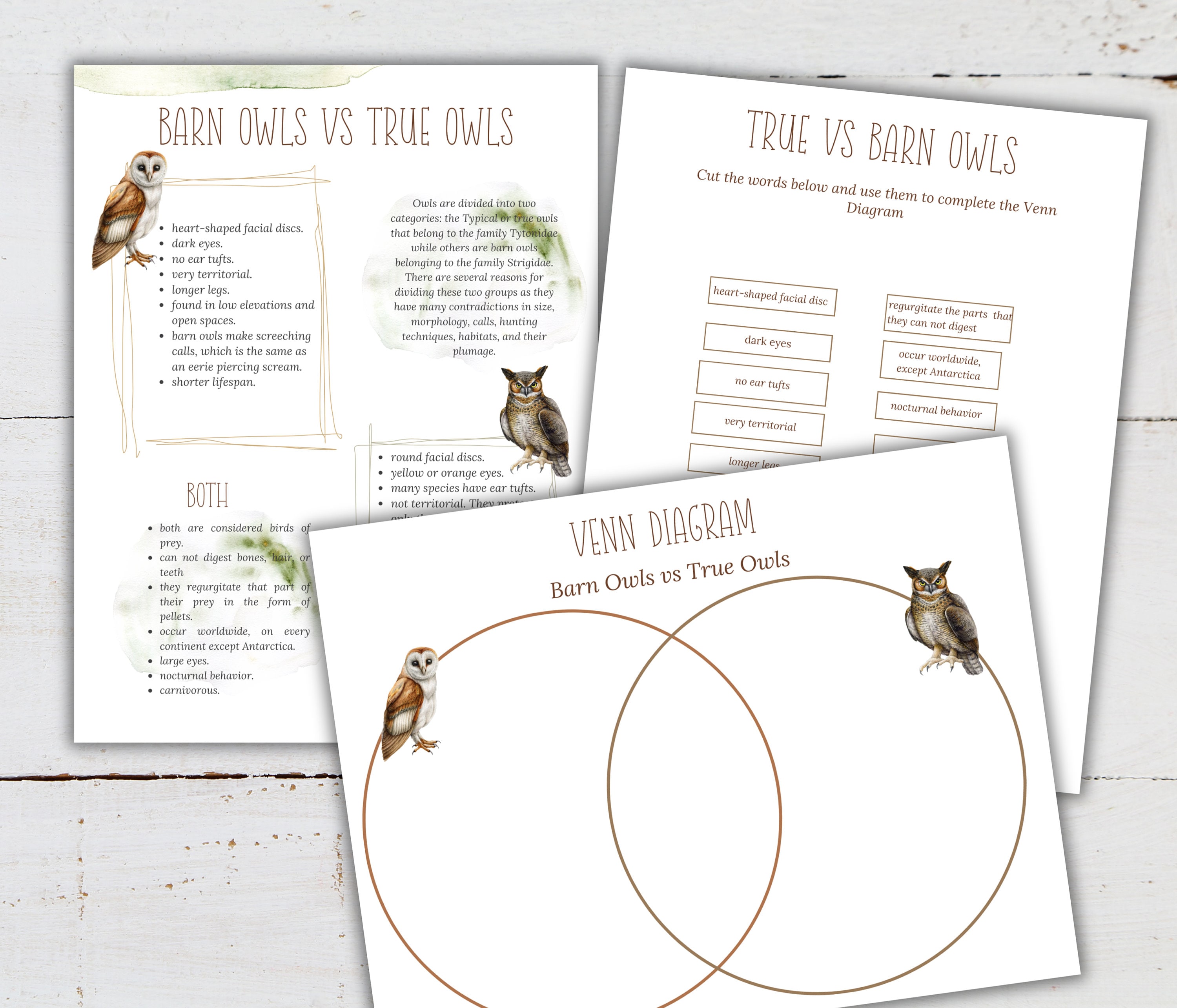 Owls Unit Study: Life Cycle, Anatomy, Homeschool Printable (INSTANT ...
