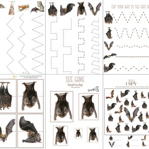 BATS Unit Study, Life Cycle, Anatomy, Nature Study, Science ...
