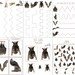BATS Unit Study, Life Cycle, Anatomy, Nature Study, Science ...