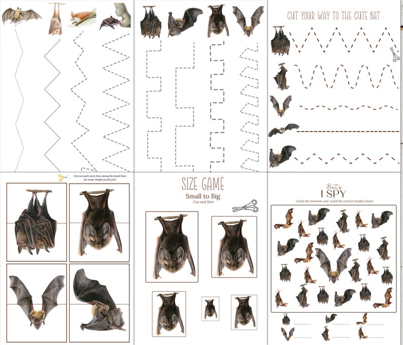 Bats Unit Study: Life Cycle, Anatomy, Homeschool Printable (instant ...