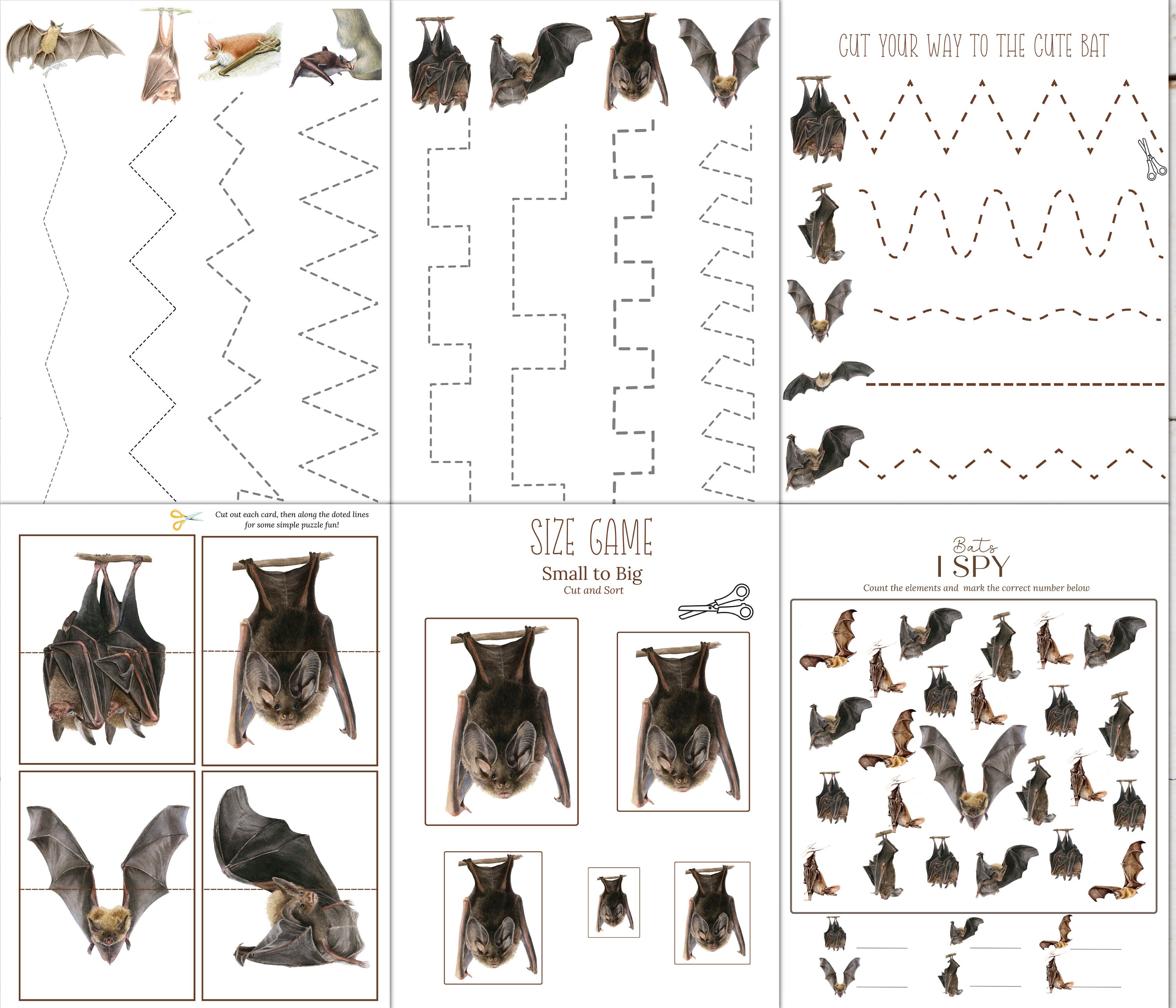 Bats Unit Study: Life Cycle, Anatomy, Homeschool Printable (instant ...