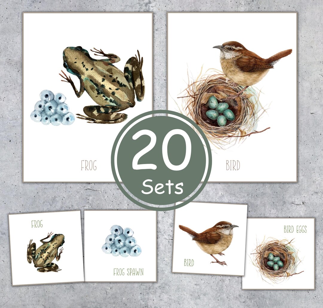 Oviparous Animals and Eggs Flashcards: Montessori Matching Activity ...