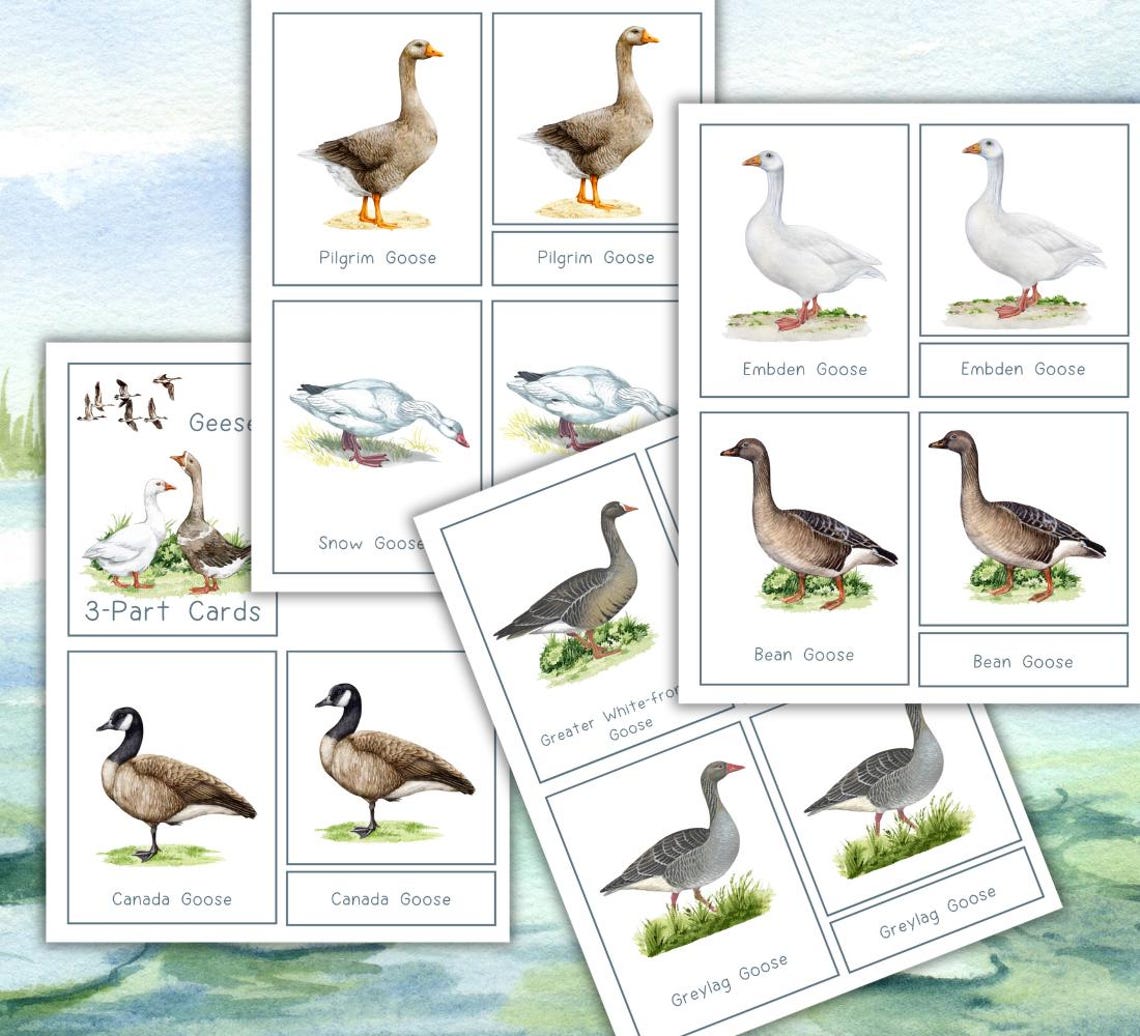 Goose Unit Study: Life Cycle, Anatomy, and Activities (homeschool ...
