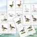 Goose Unit Study: Life Cycle, Anatomy, and Activities (homeschool ...