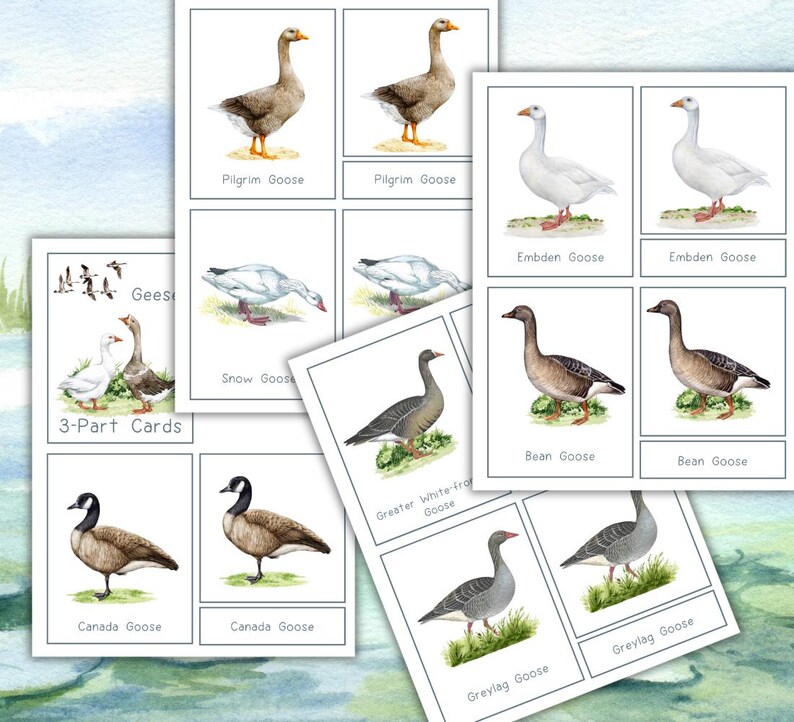 Goose Unit Study: Life Cycle, Anatomy, and Activities (homeschool ...