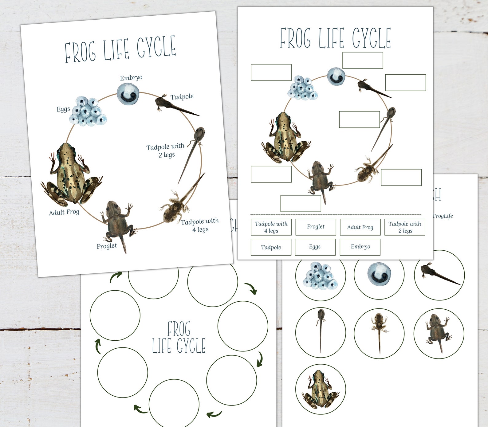Pond Life Unit Study: Animals, Plants, Ecosystem (instant Download) - Etsy