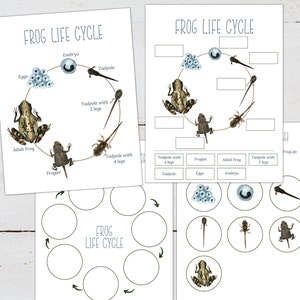 POND Unit Study, Animals and Plants Unit, Life Cycle, Anatomy, Nature ...