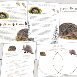 HEDGEHOG Unit Study, Life Cycle, Anatomy, Nature Study, Science ...