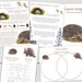 HEDGEHOG Unit Study, Life Cycle, Anatomy, Nature Study, Science ...