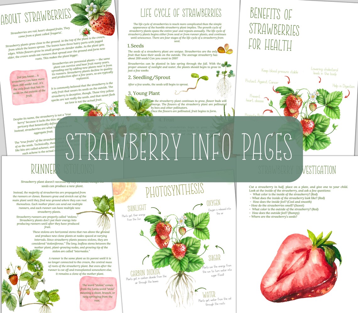 STRAWBERRIES Unit Study, Life Cycle, Anatomy, Nature Study, Science ...