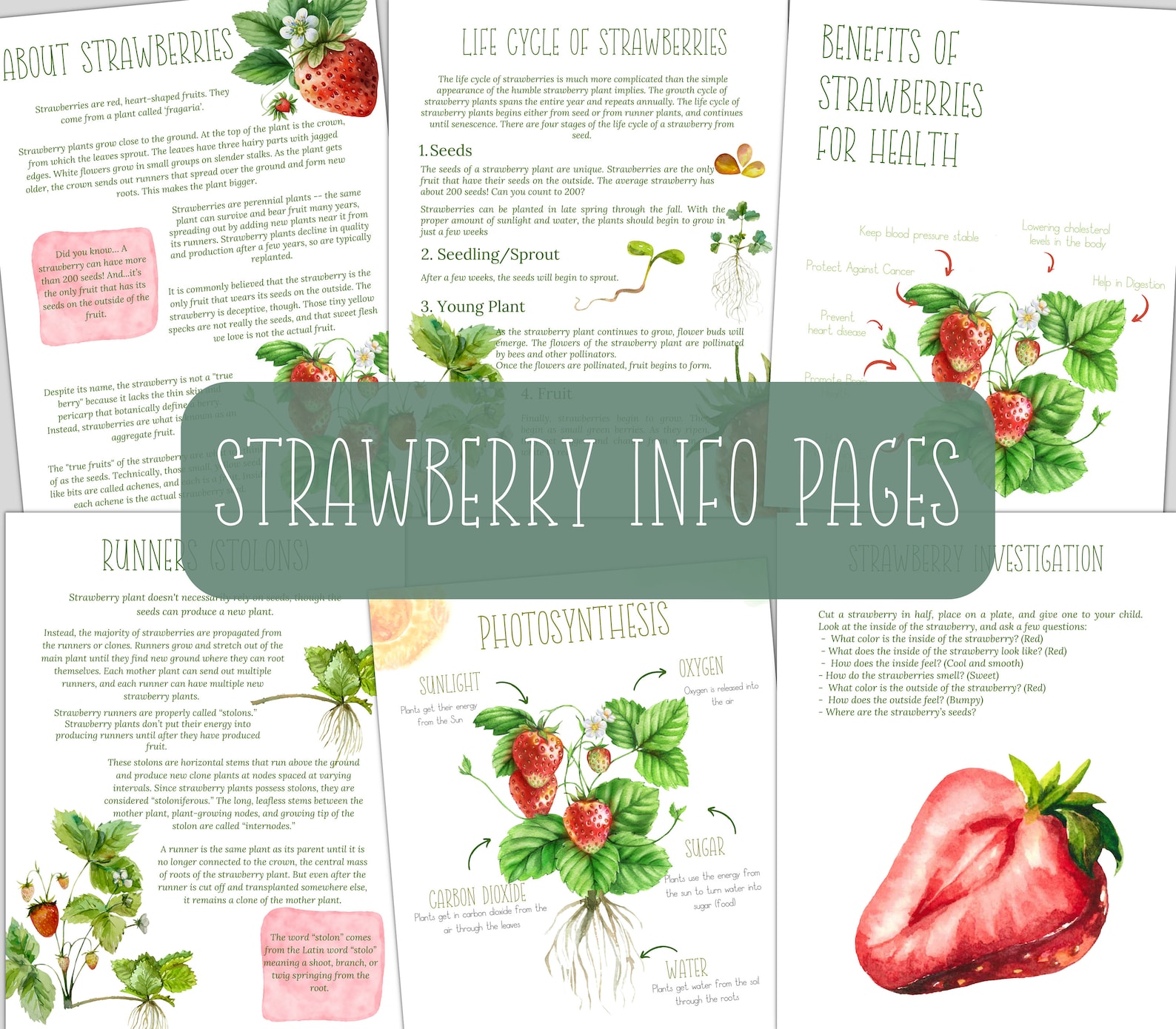 STRAWBERRIES Unit Study, Life Cycle, Anatomy, Nature Study, Science ...