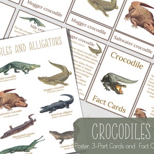 CROCODILE Unit Study, Life Cycle, Anatomy, Nature Study, Science ...