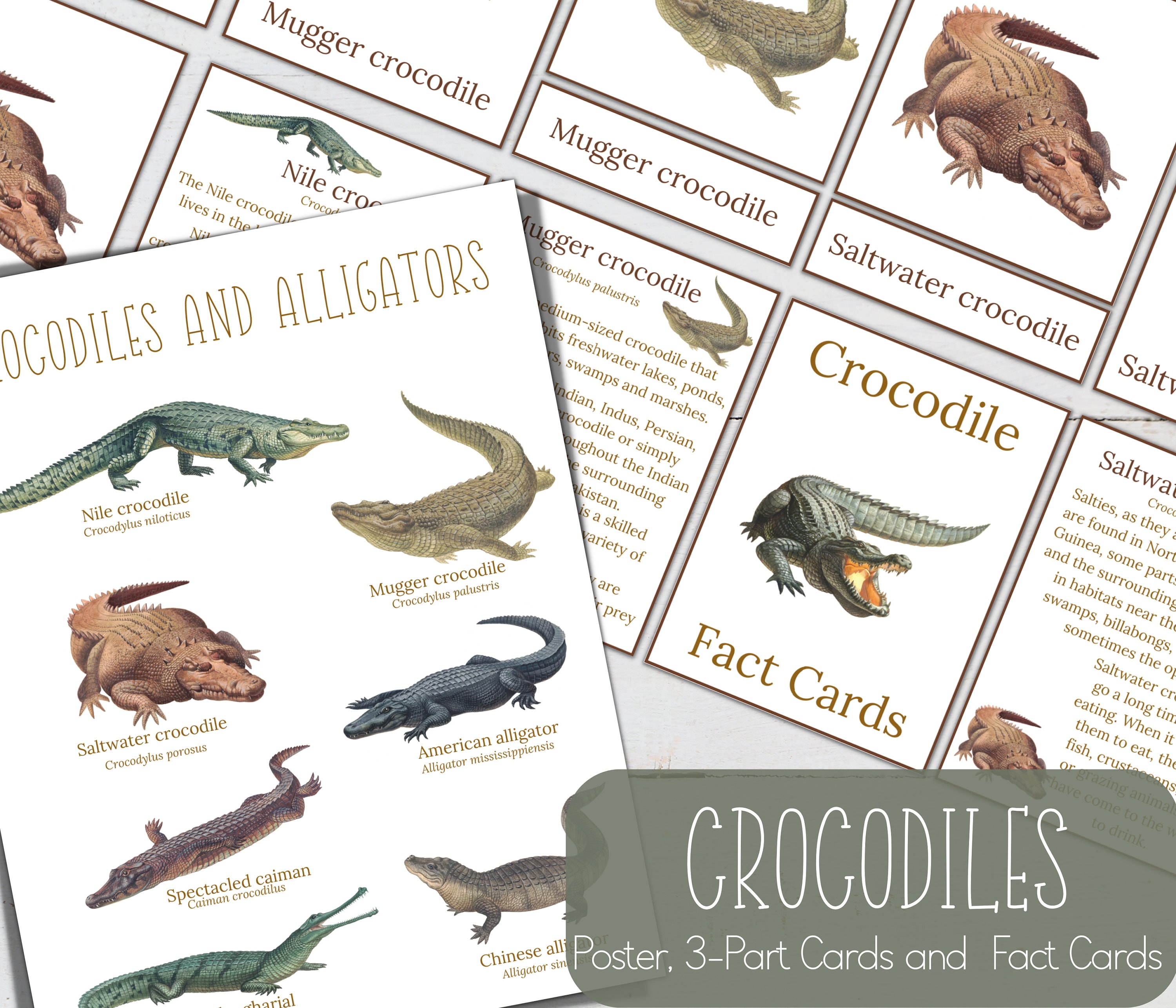 Crocodile Unit Study: Homeschool Science Printable (instant Download ...