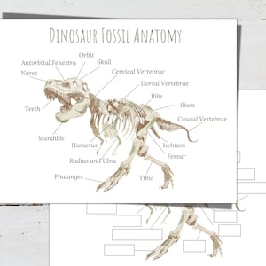 FOSSILS Unit Study, Anatomy, Nature Study, Science, Handwriting ...