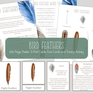 BIRD Unit Study, Life Cycle, Anatomy, Nature Study, Science ...