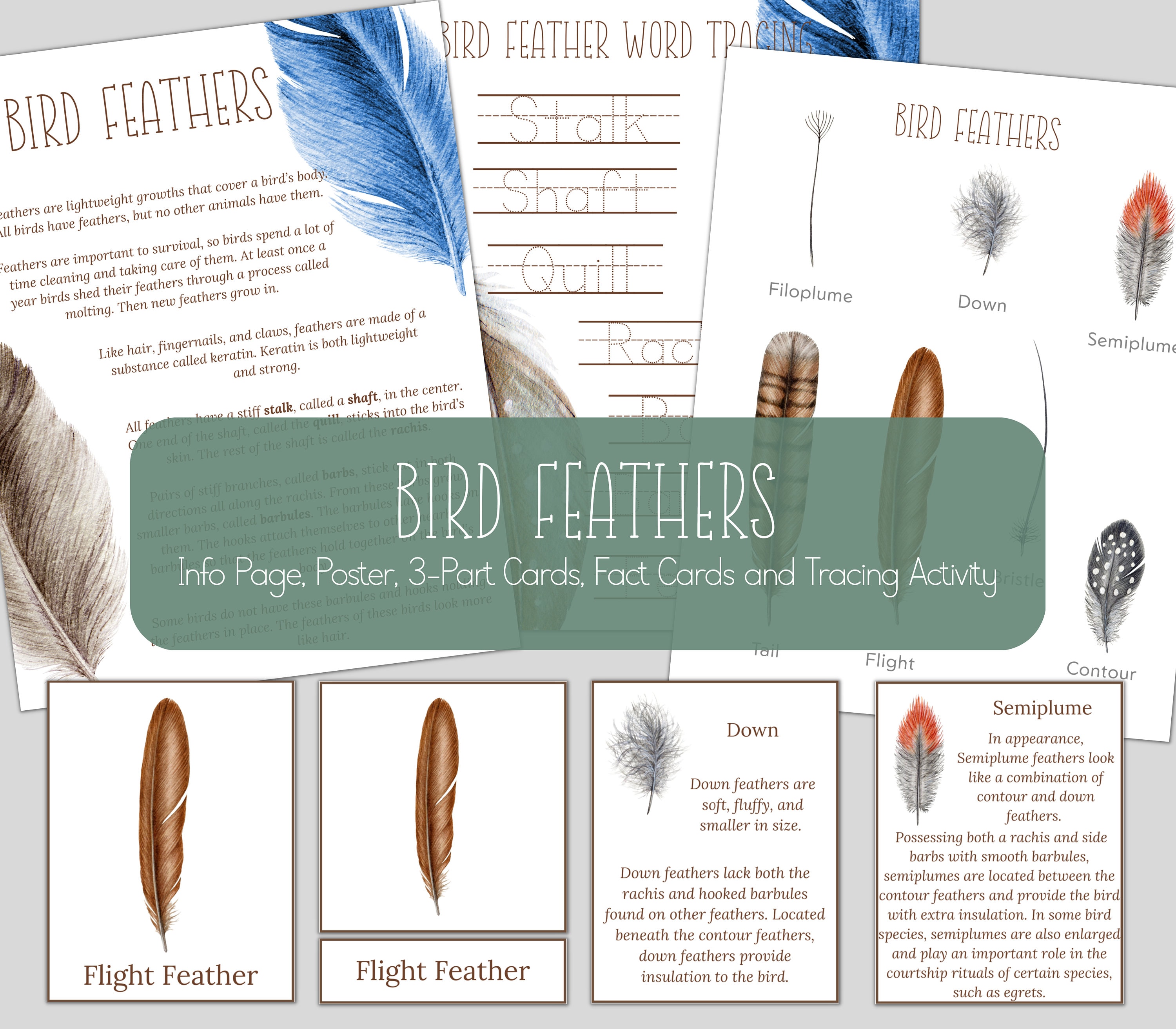 Bird Unit Study: Anatomy, Life Cycle, Homeschool Printable (instant ...