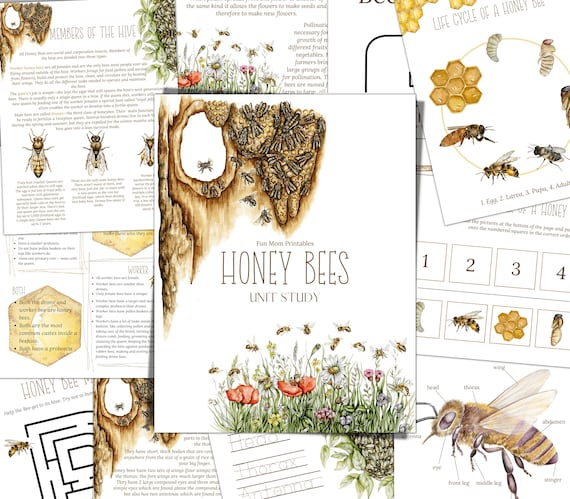 Honey Bee Pollination Cycle