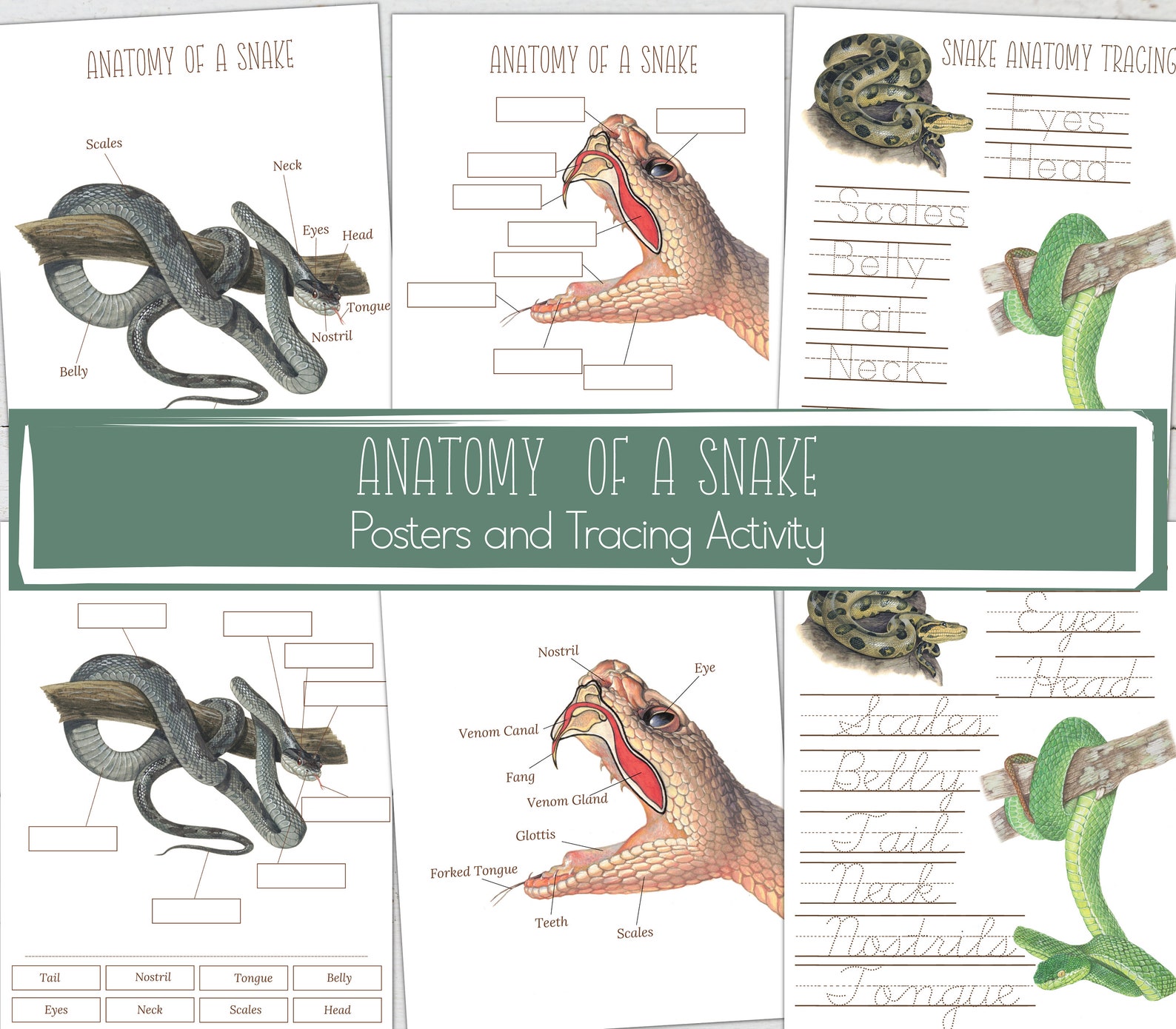 SNAKES Unit Study, Life Cycle, Anatomy, Nature Study, Science ...