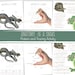 Snakes Unit Study: Anatomy, Life Cycle, Homeschool Printable (instant ...