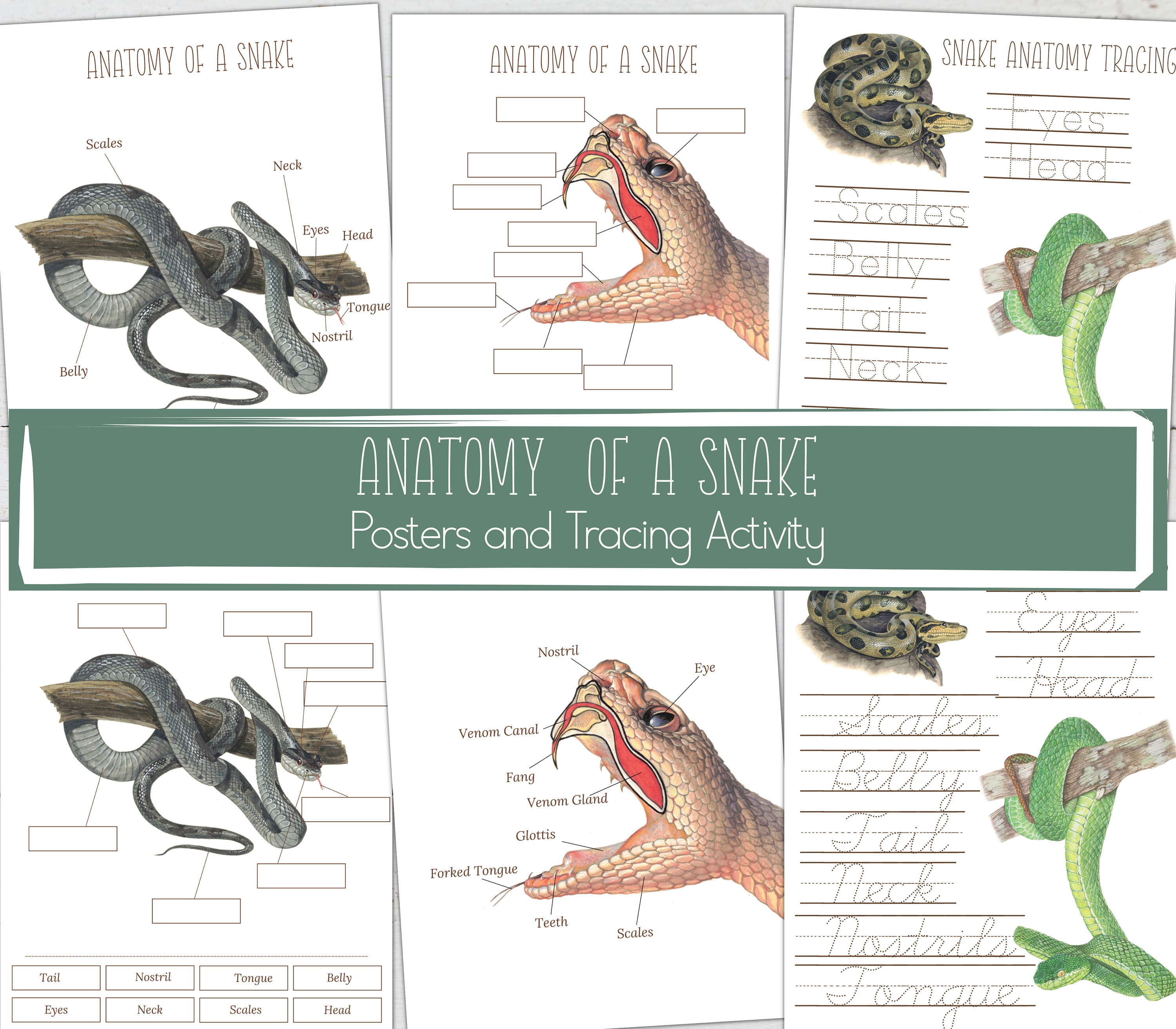 Snakes Unit Study: Anatomy, Life Cycle, Homeschool Printable (instant ...