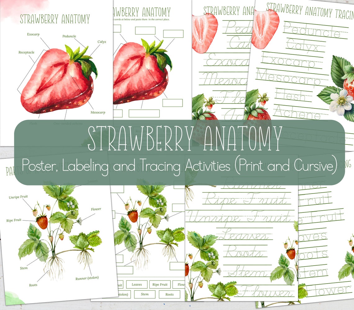 STRAWBERRY Anatomy Posters Labeling and Tracing Activities - Etsy Canada