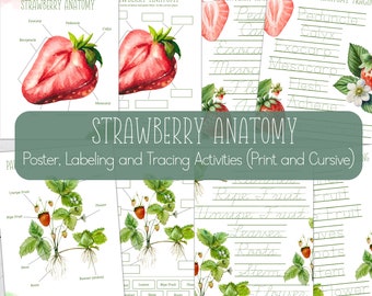 STRAWBERRY Anatomy, Posters + Labeling and Tracing Activities ...