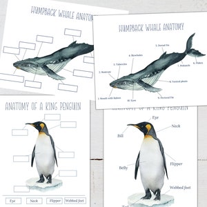 ANTARCTIC ANIMALS Unit Study, Life Cycle, Anatomy, Nature Study ...