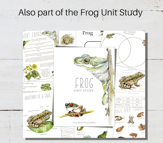 Frog And Toads Venn Diagram Activity Little Warriors: Frog Unit And
