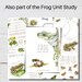 FROG Vs TOAD Venn Diagram Activity, Homeschool, Montessori, Instant ...