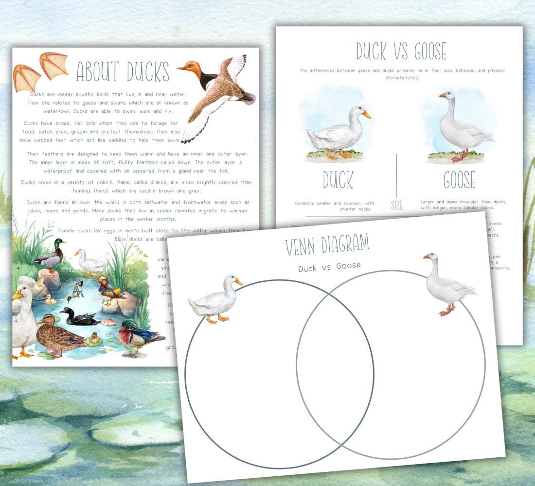 Ducks Unit Study: Life Cycle, Anatomy, Activities (homeschool Printable ...