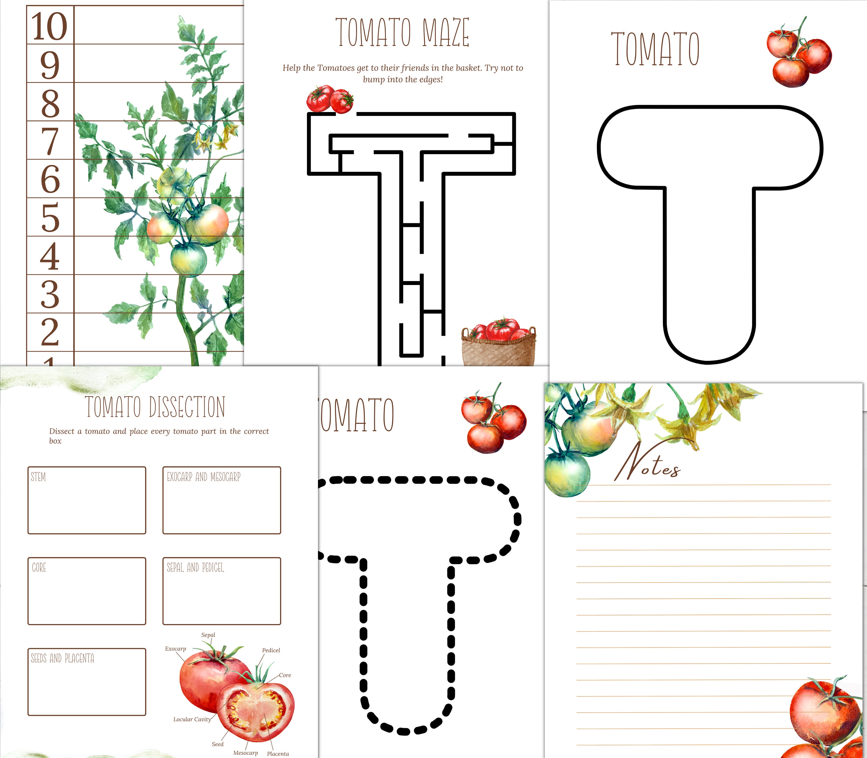 TOMATO Unit Study, Life Cycle, Anatomy, Nature Study, Science ...