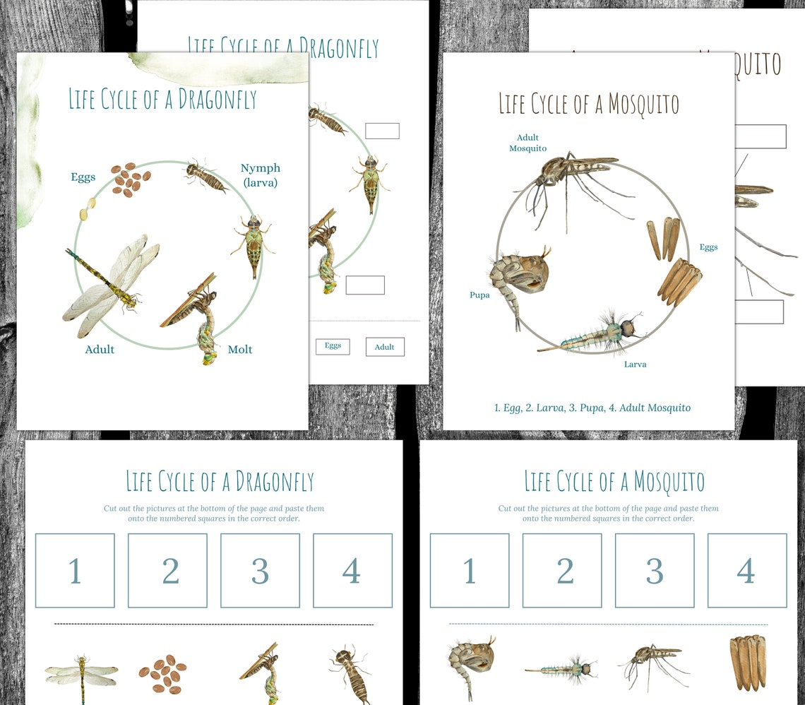 POND Unit Study Animals and Plants Unit Life Cycle Anatomy - Etsy