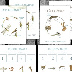 POND Unit Study Animals and Plants Unit Life Cycle Anatomy - Etsy