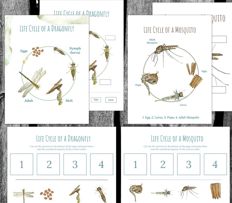 POND Unit Study Animals and Plants Unit Life Cycle Anatomy - Etsy