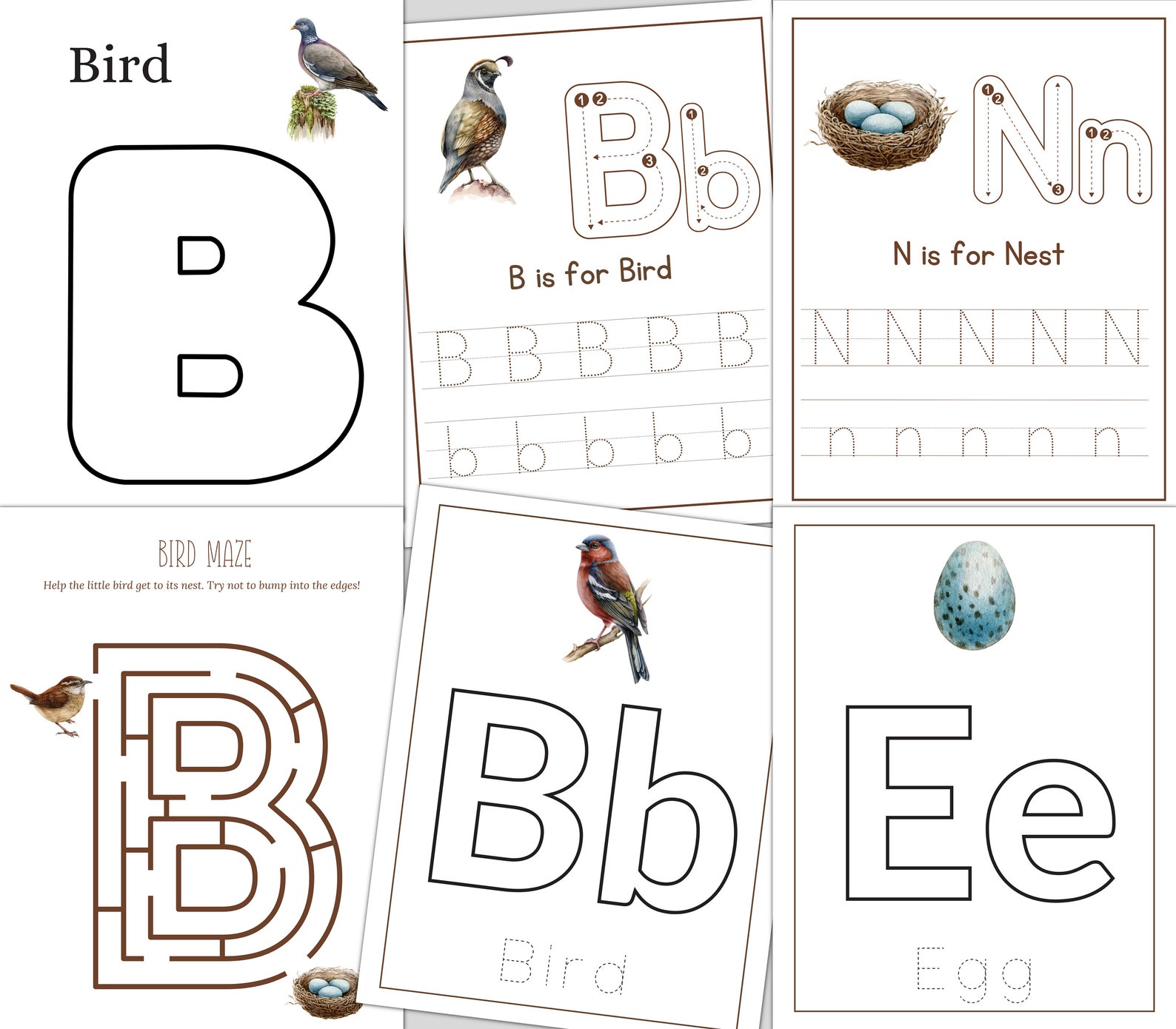 BIRD Unit Study Life Cycle Anatomy Nature Study Science - Etsy UK