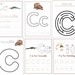 CROCODILE Unit Study, Life Cycle, Anatomy, Nature Study, Science ...