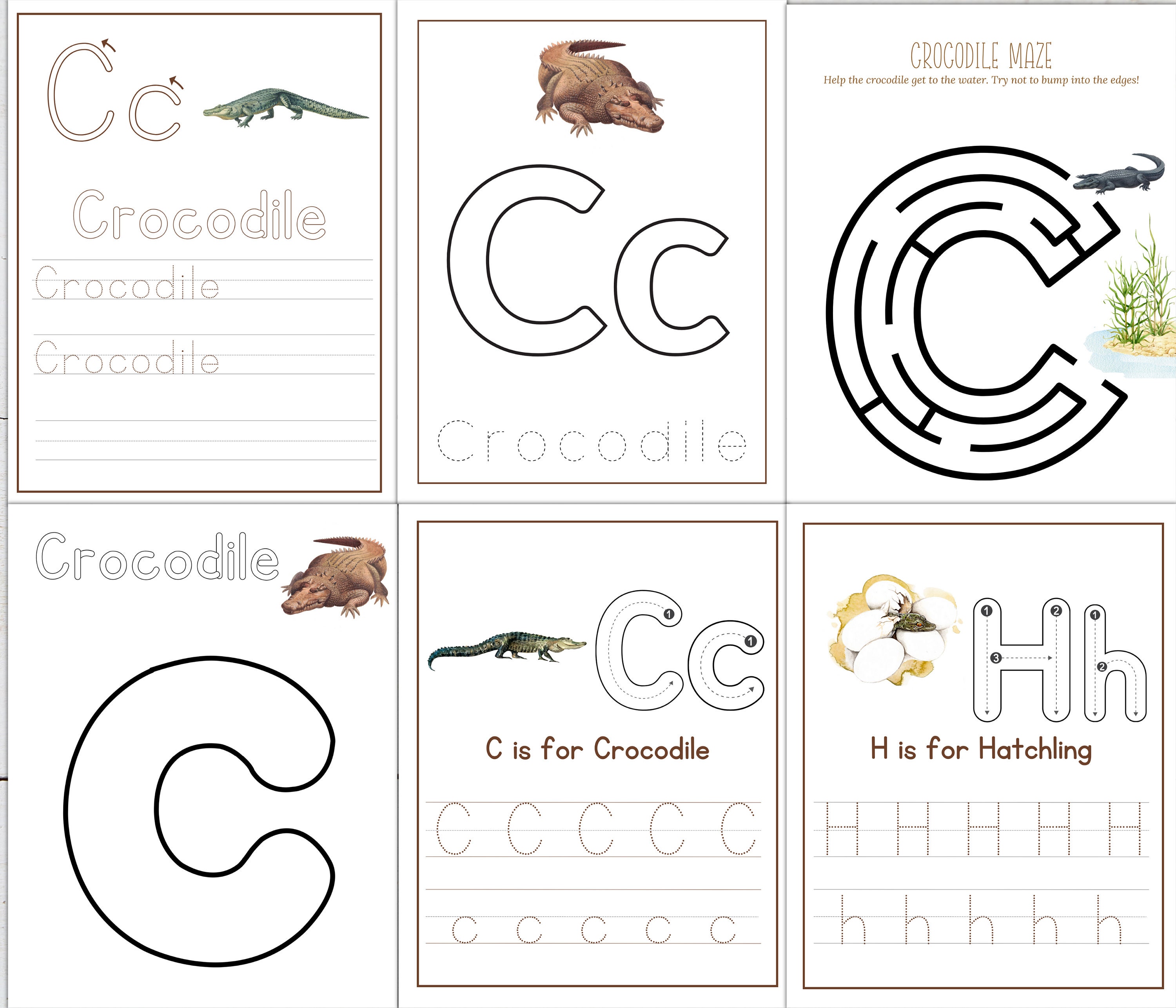 Crocodile Unit Study: Homeschool Science Printable (instant Download ...