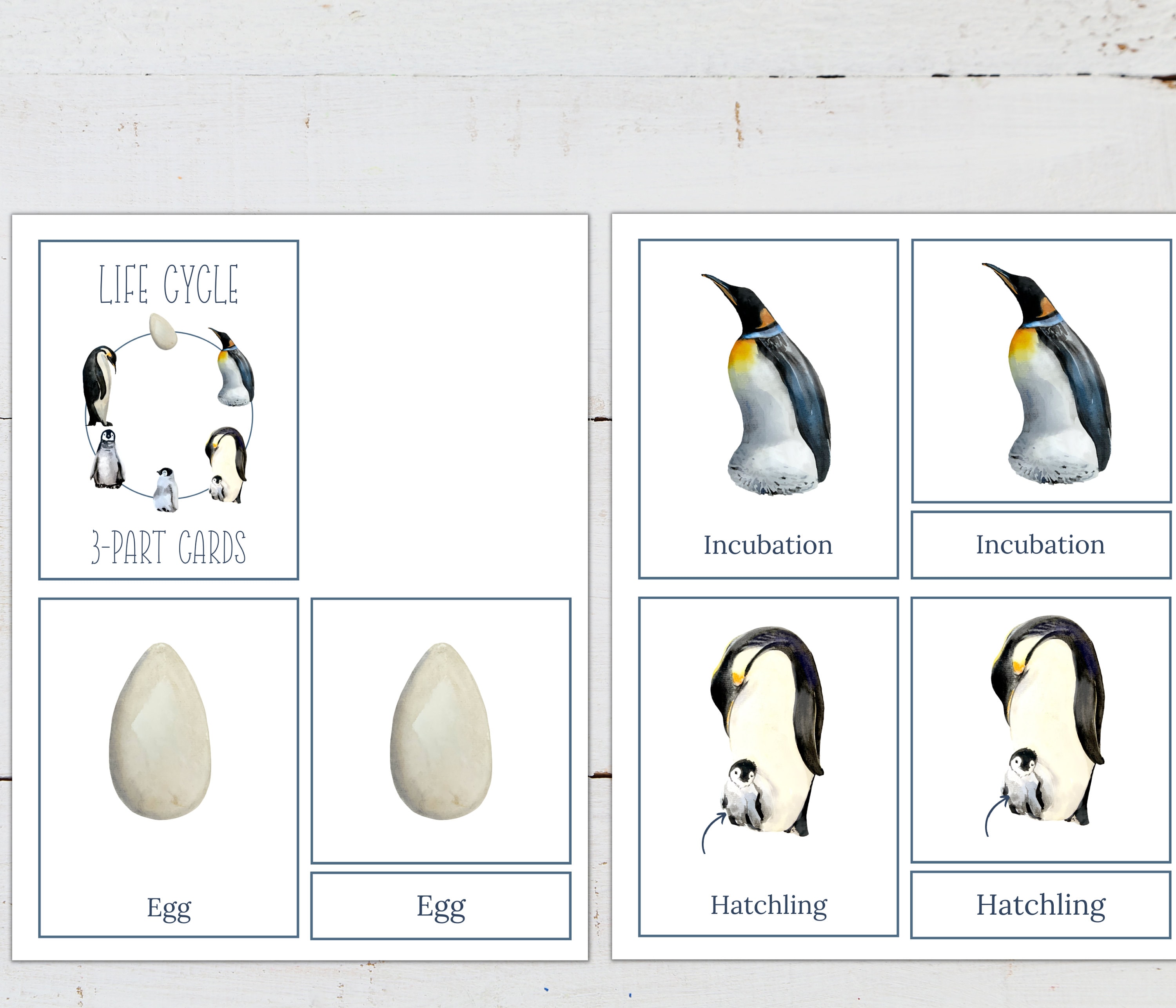 PENGUIN Life Cycle, Nature Study, Homeschool Printable, Instant ...