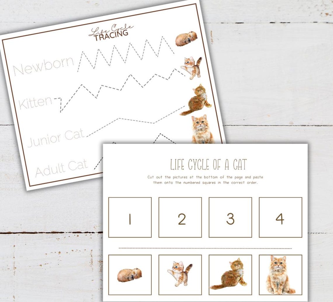 CAT/FELINE Life Cycle, Nature Study, Homeschool Printable, Instant ...