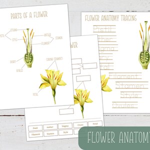 POLLINATORS Unit Study, Nature Study, Science, Handwriting, Homeschool ...