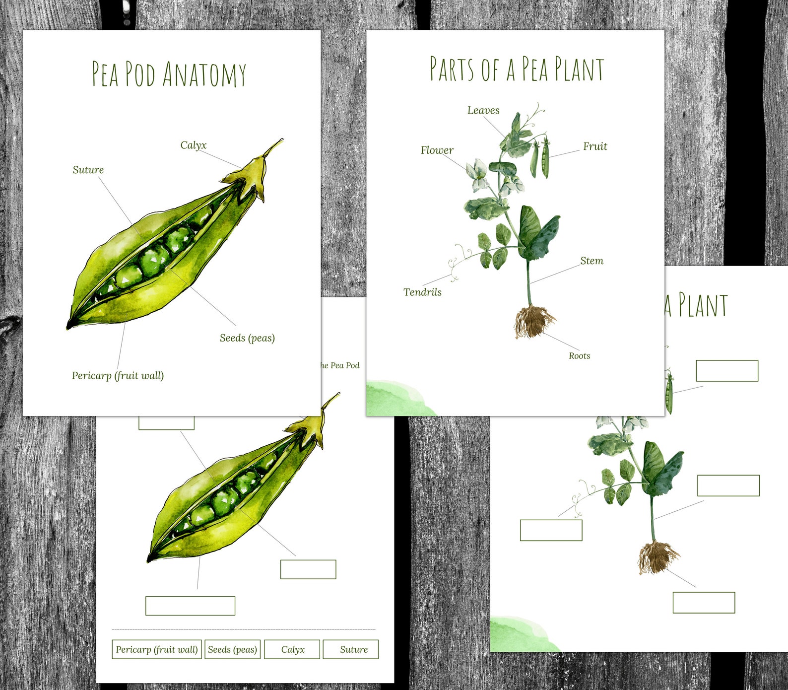 PEA Plant Unit Study Life Cycle Anatomy Nature Study - Etsy