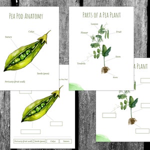 PEA Plant Unit Study, Life Cycle, Anatomy, Nature Study, Science ...