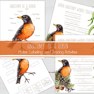 AMERICAN ROBIN Unit Study, Life Cycle, Anatomy, Nature Study, Science ...